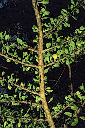 Randia thurberi 26 Setiembre 1998